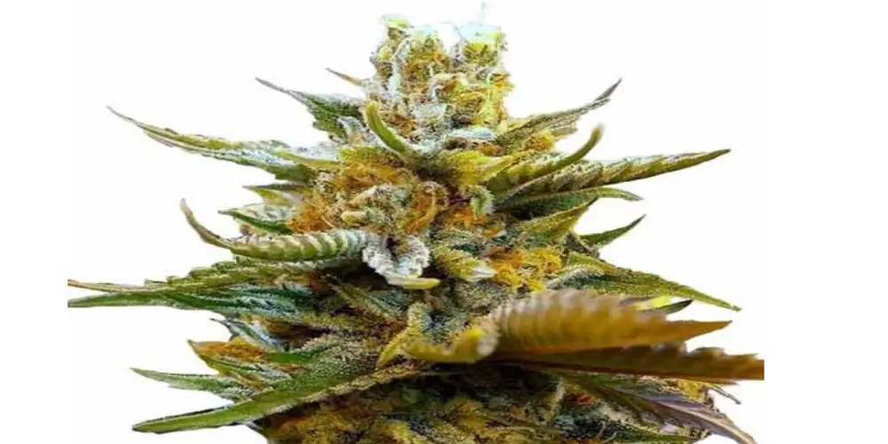 G13 Strain Review | MediaFi